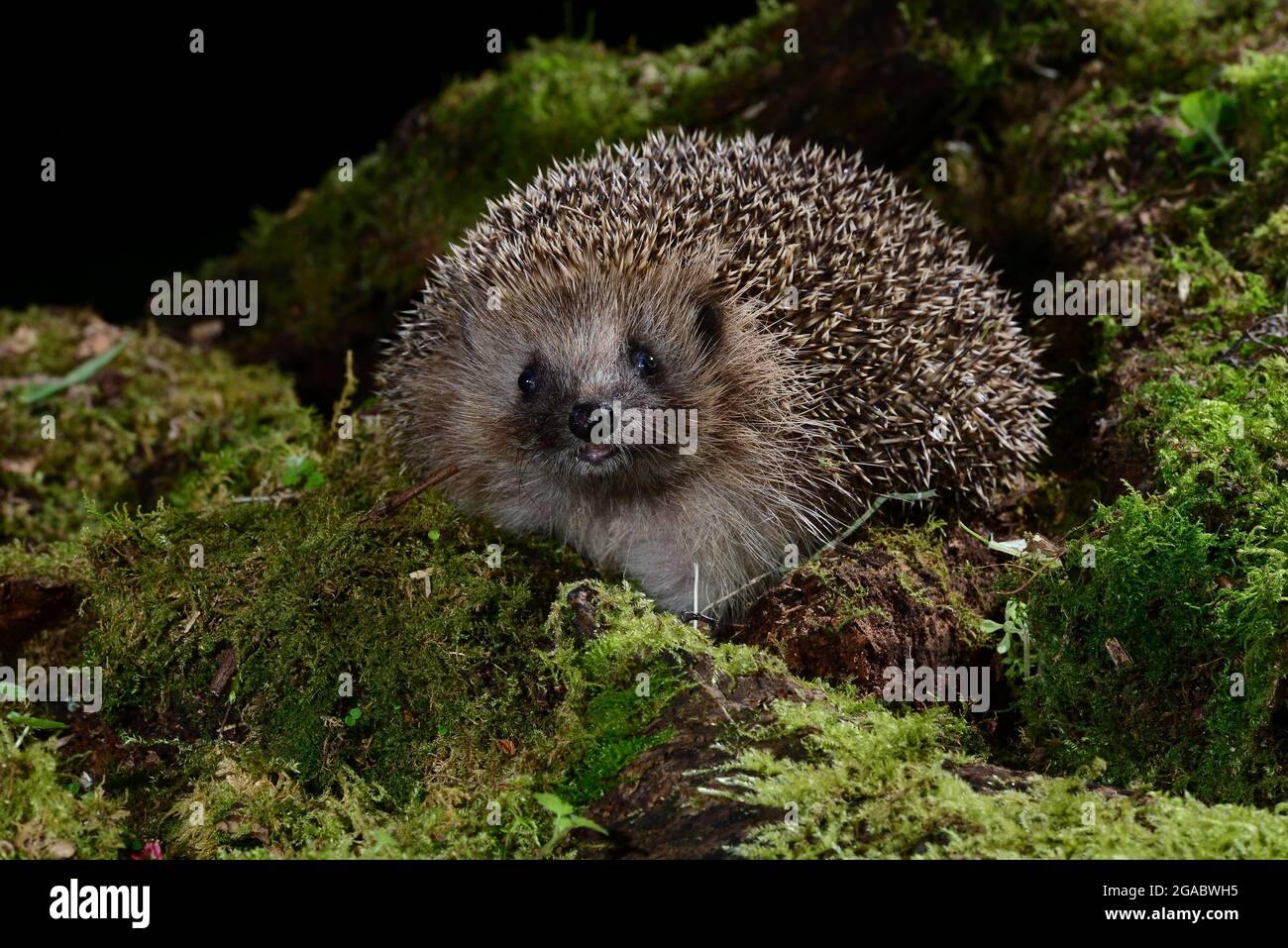 Hedgehog in log pile. Dorset, UK April 2017 Stock Photo - Alamy