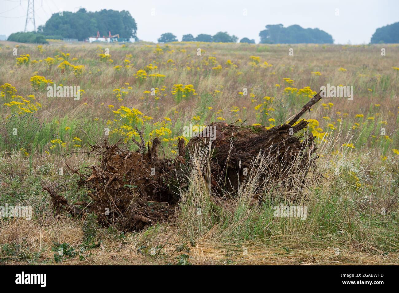 A tree root left by HS2. HS2 Ltd have felled a row of oak trees during ...