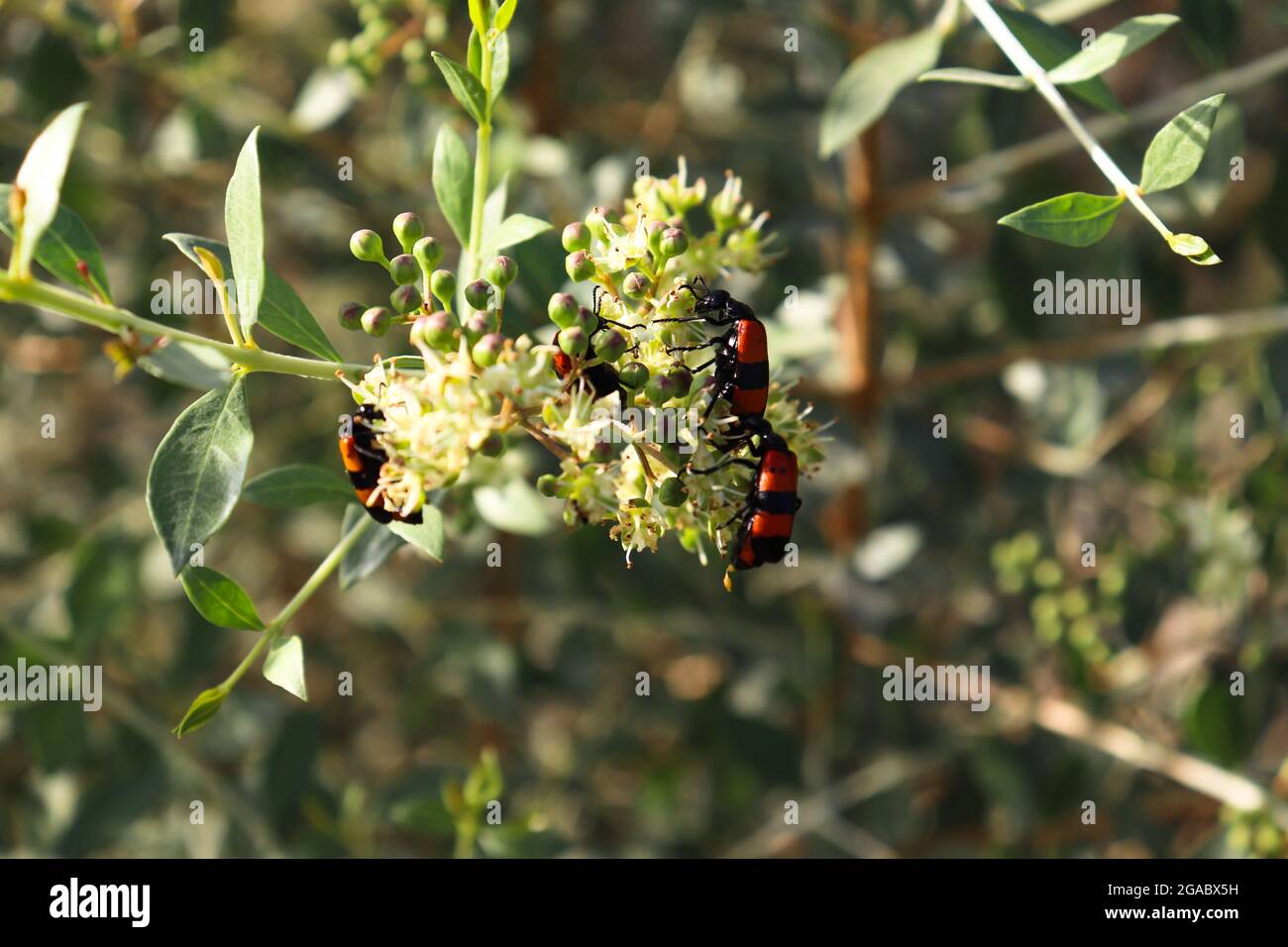 Red Cotton Bugs On Flower Leaf Plant Insects And Animals Photography ...