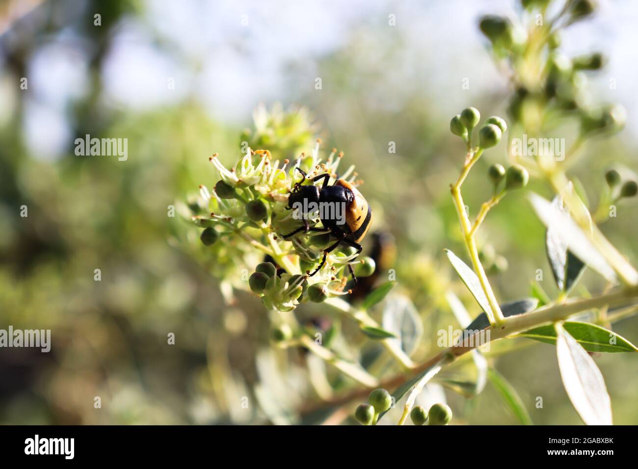 Yellow Cotton Bugs On Flower Leaf Plant Insects And Animals Photography ...