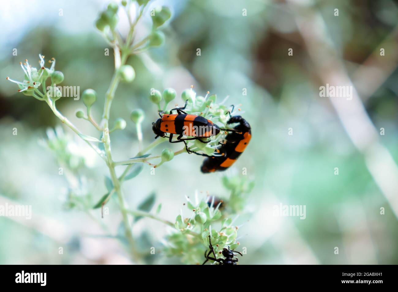 Side view red hibiscus flower hi-res stock photography and images - Alamy