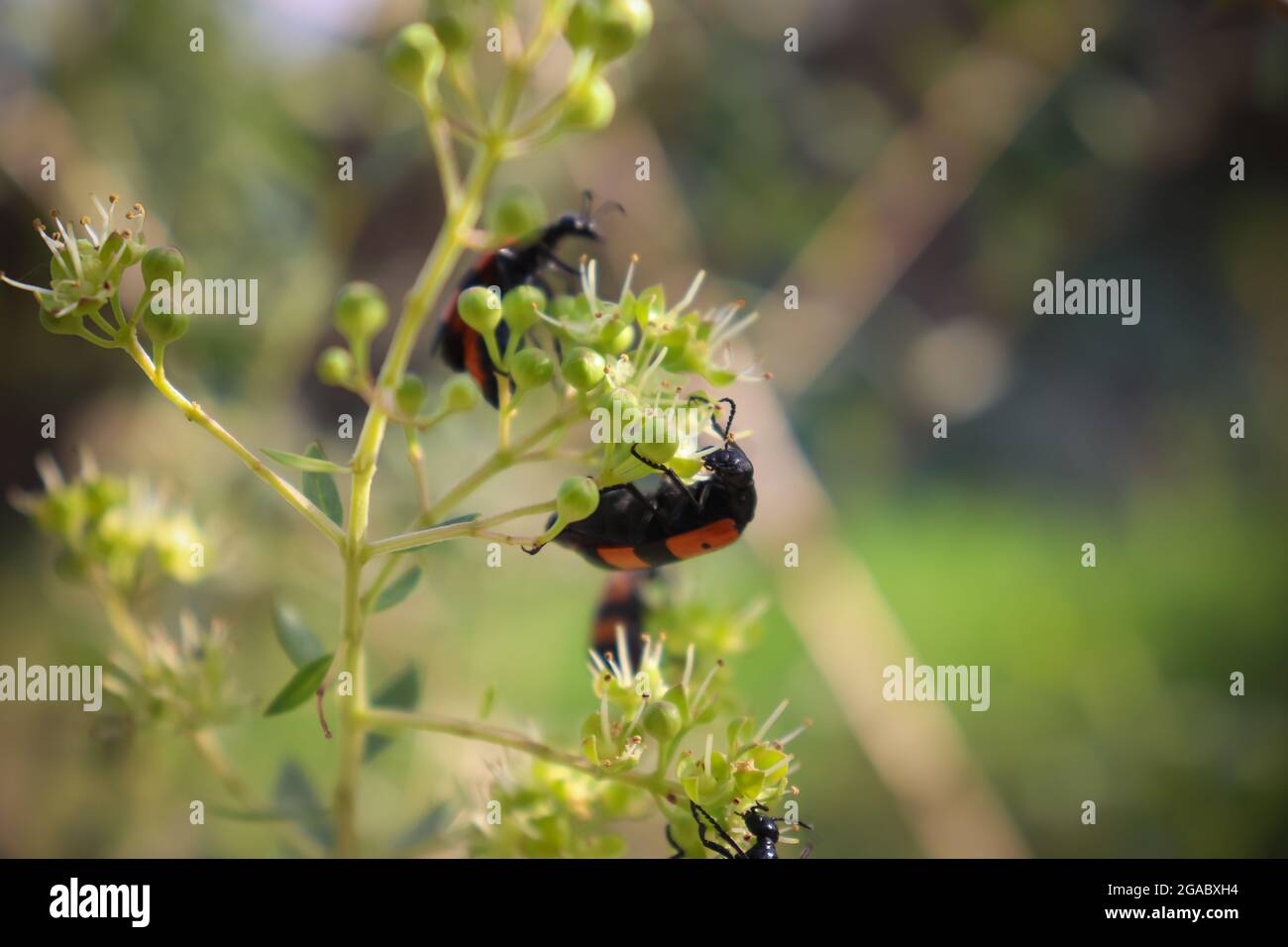Red Cotton Bug Insect On Plant Leaf Flower Outdoors Park Wildlife ...