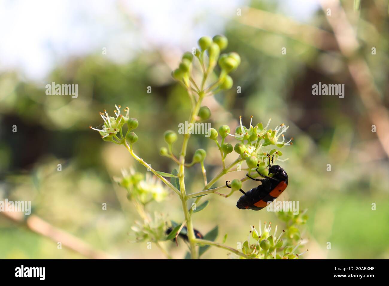 Red Cotton Bug Insect On Plant Leaf Flower Outdoors Park Wildlife ...