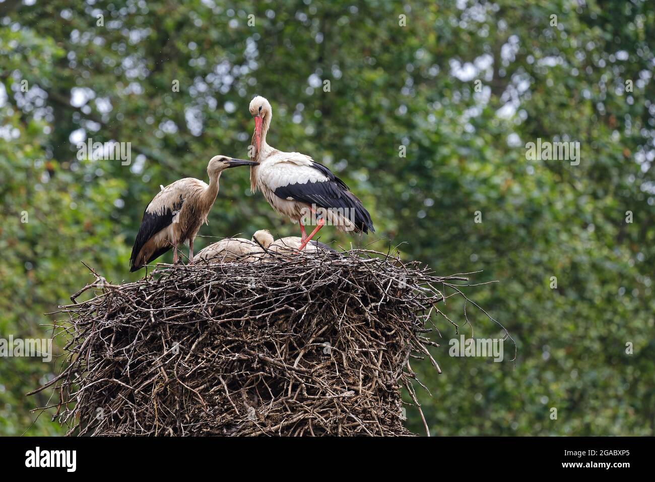 Storks and their nest in Strasbourg. Storks are symbol of Alsace region ...