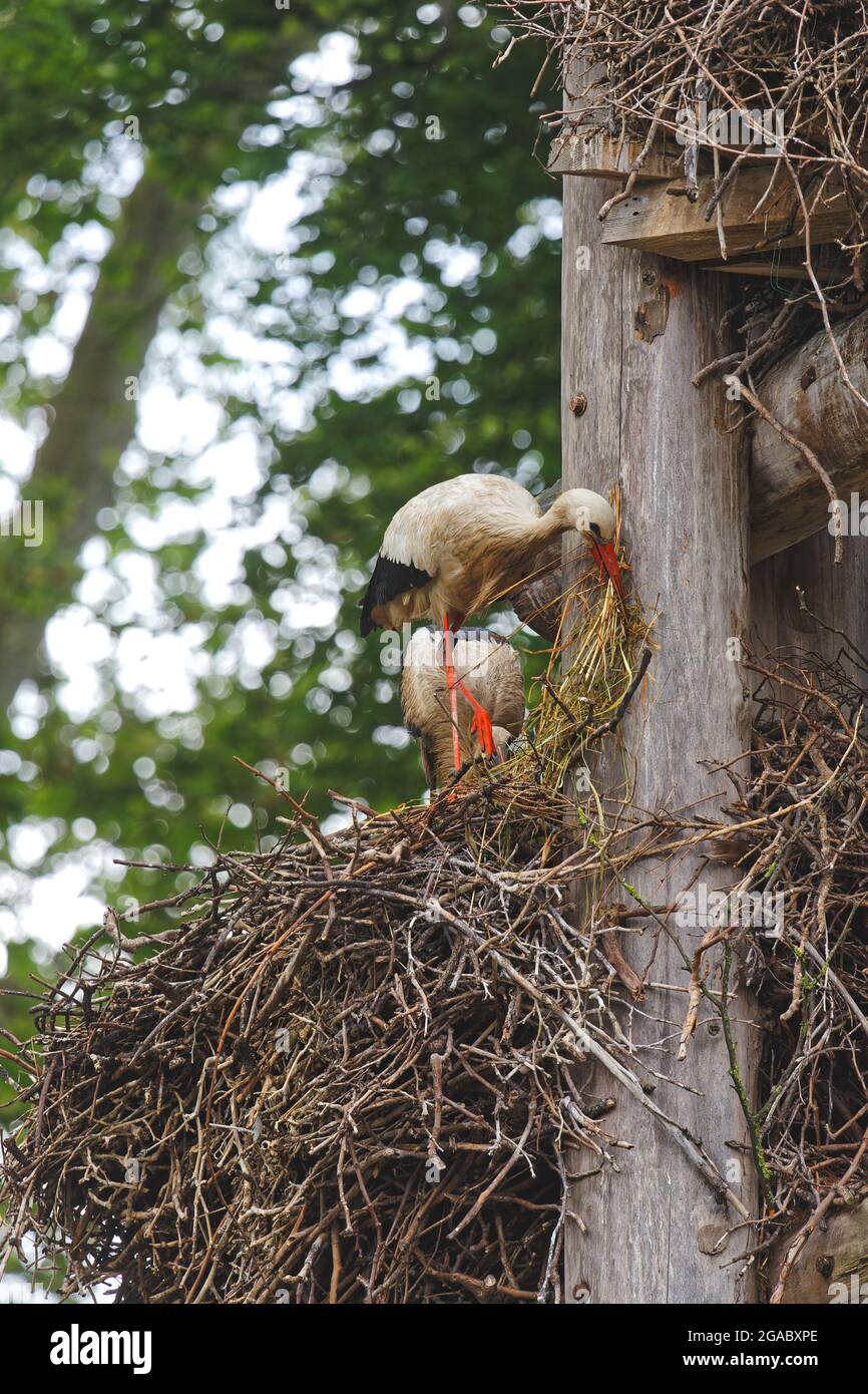 Storks and their nest in Strasbourg. Storks are symbol of Alsace region ...