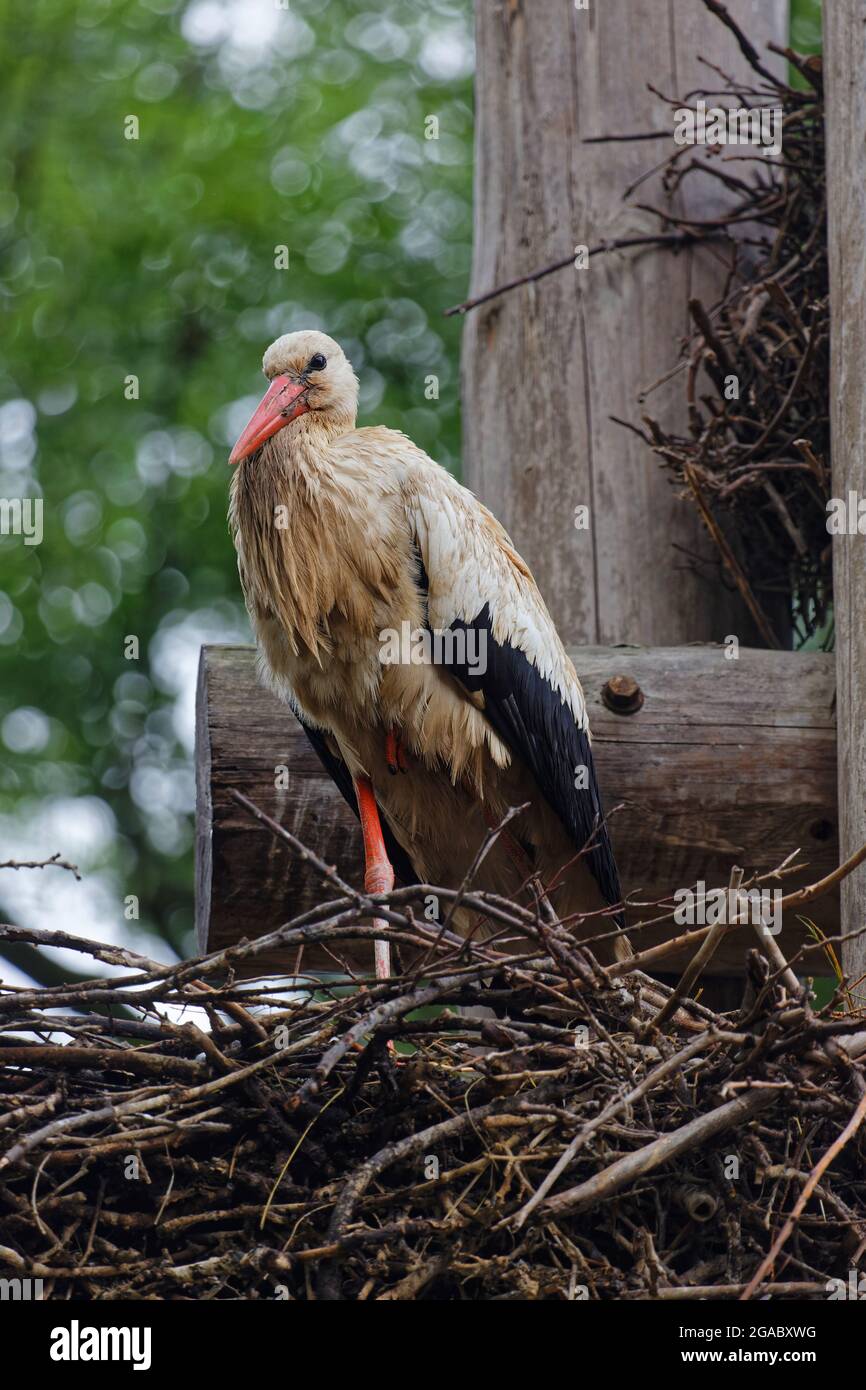 Storks and their nest in Strasbourg. Storks are symbol of Alsace region ...