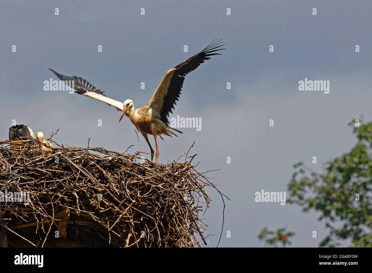 Storks and their nest in Strasbourg. Storks are symbol of Alsace region ...