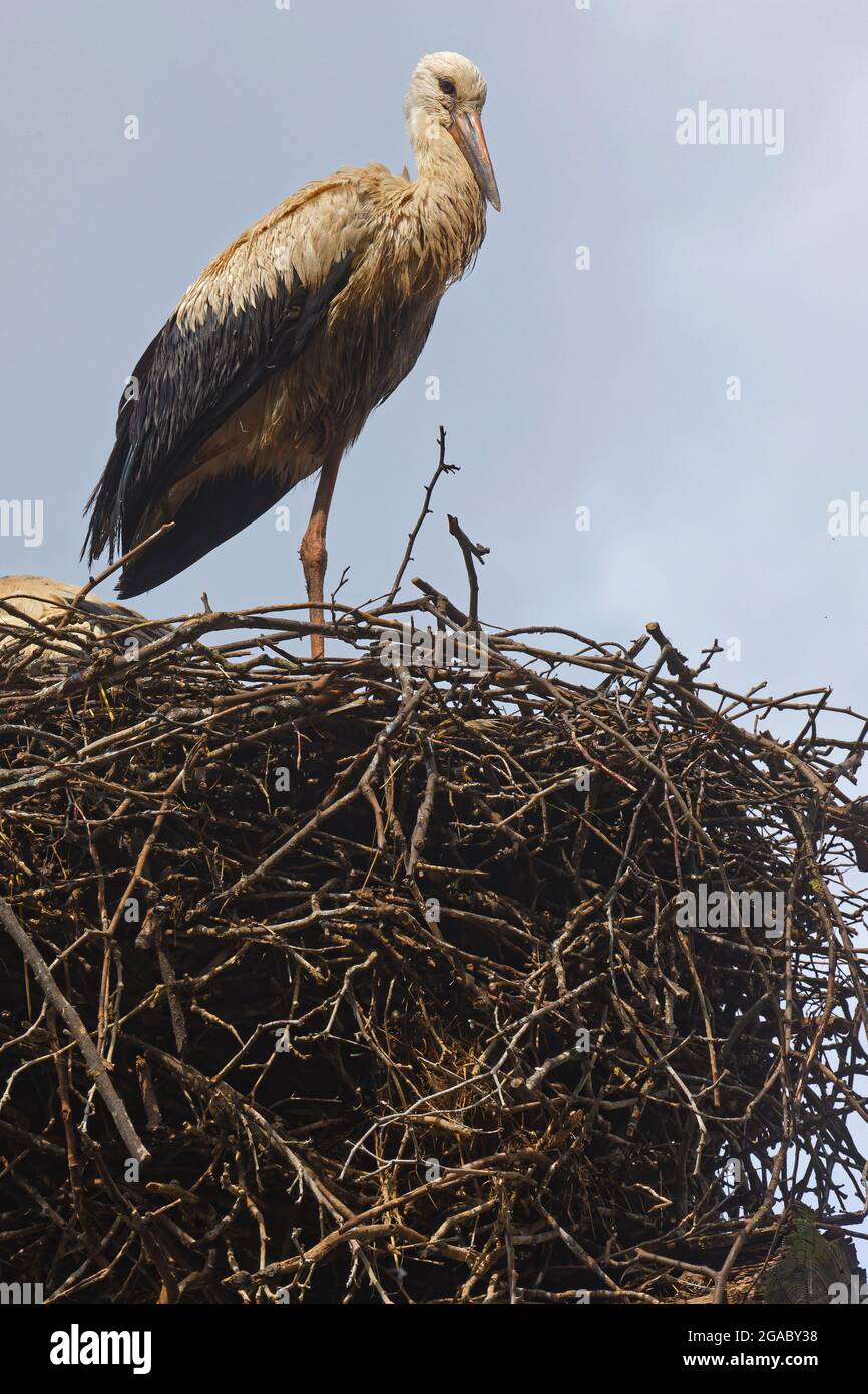 Storks and their nest in Strasbourg. Storks are symbol of Alsace region ...
