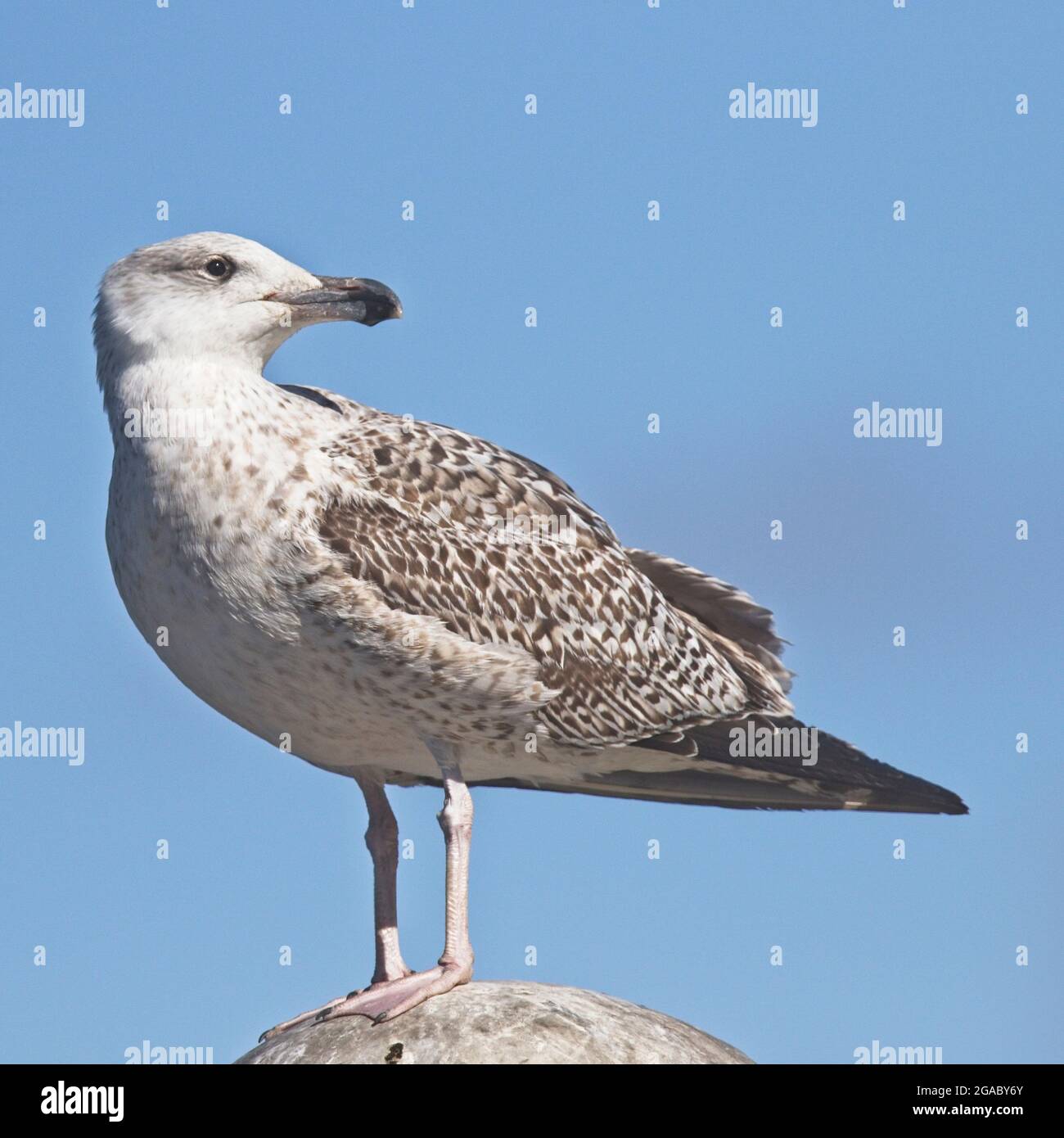 Great Black-backed Gull (Larus marinus), a first winter in Newlyn ...