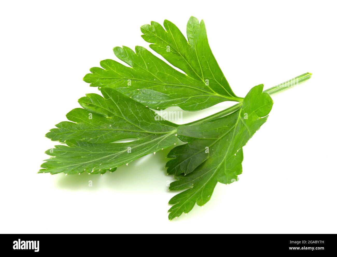 Fresh parsley leaf close up isolated on white background Stock Photo ...
