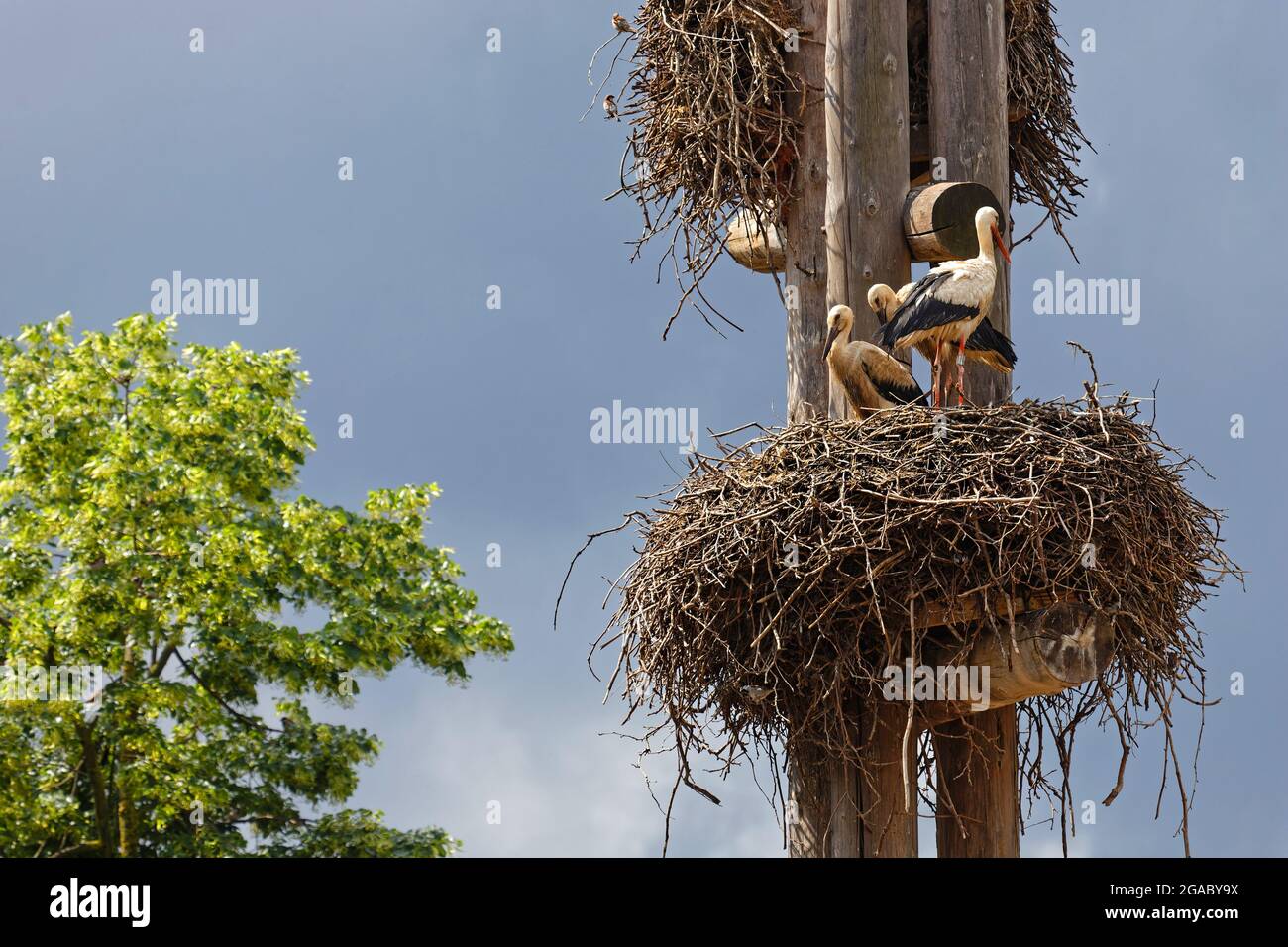 Storks and their nest in Strasbourg. Storks are symbol of Alsace region ...