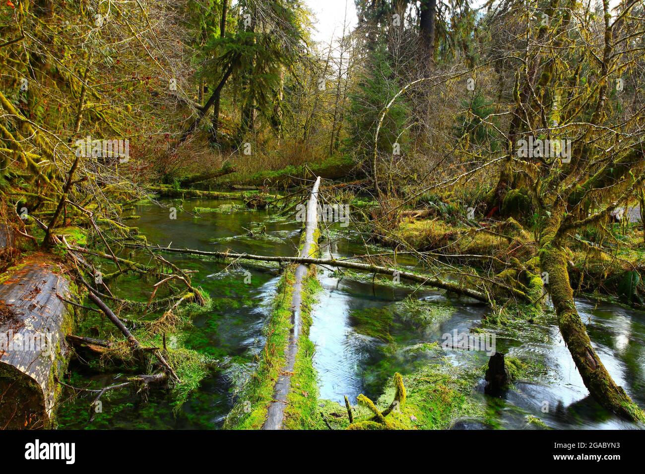 a exterior picture of an Pacific Northwest rainforest Stock Photo - Alamy