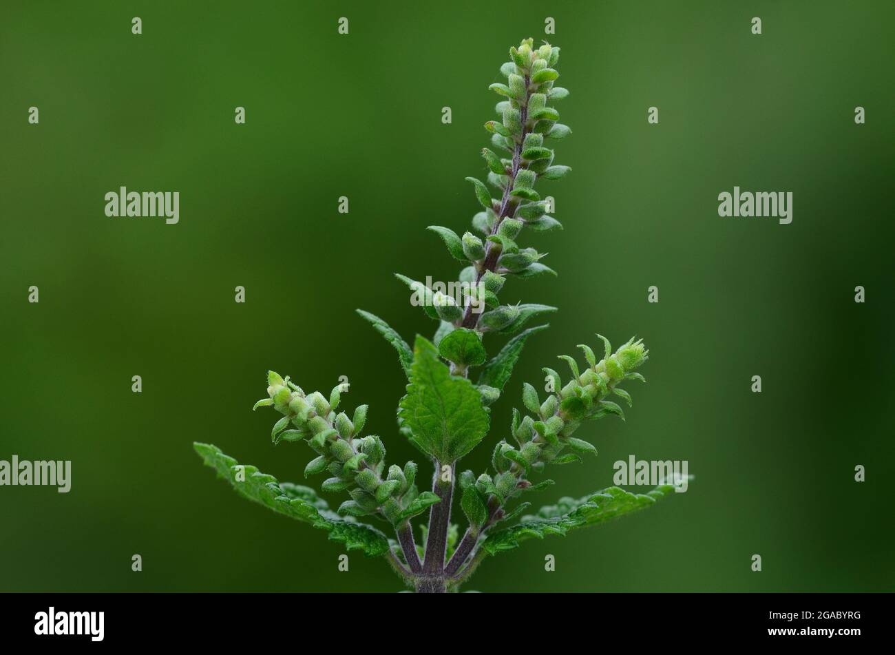 Sage bud hi-res stock photography and images - Alamy