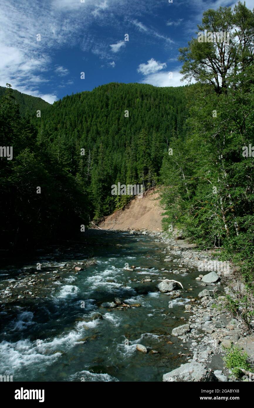 a exterior picture of an Pacific Northwest rainforest river Stock Photo ...