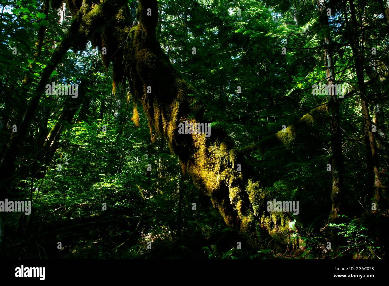 a exterior picture of an Pacific Northwest rainforest Stock Photo - Alamy