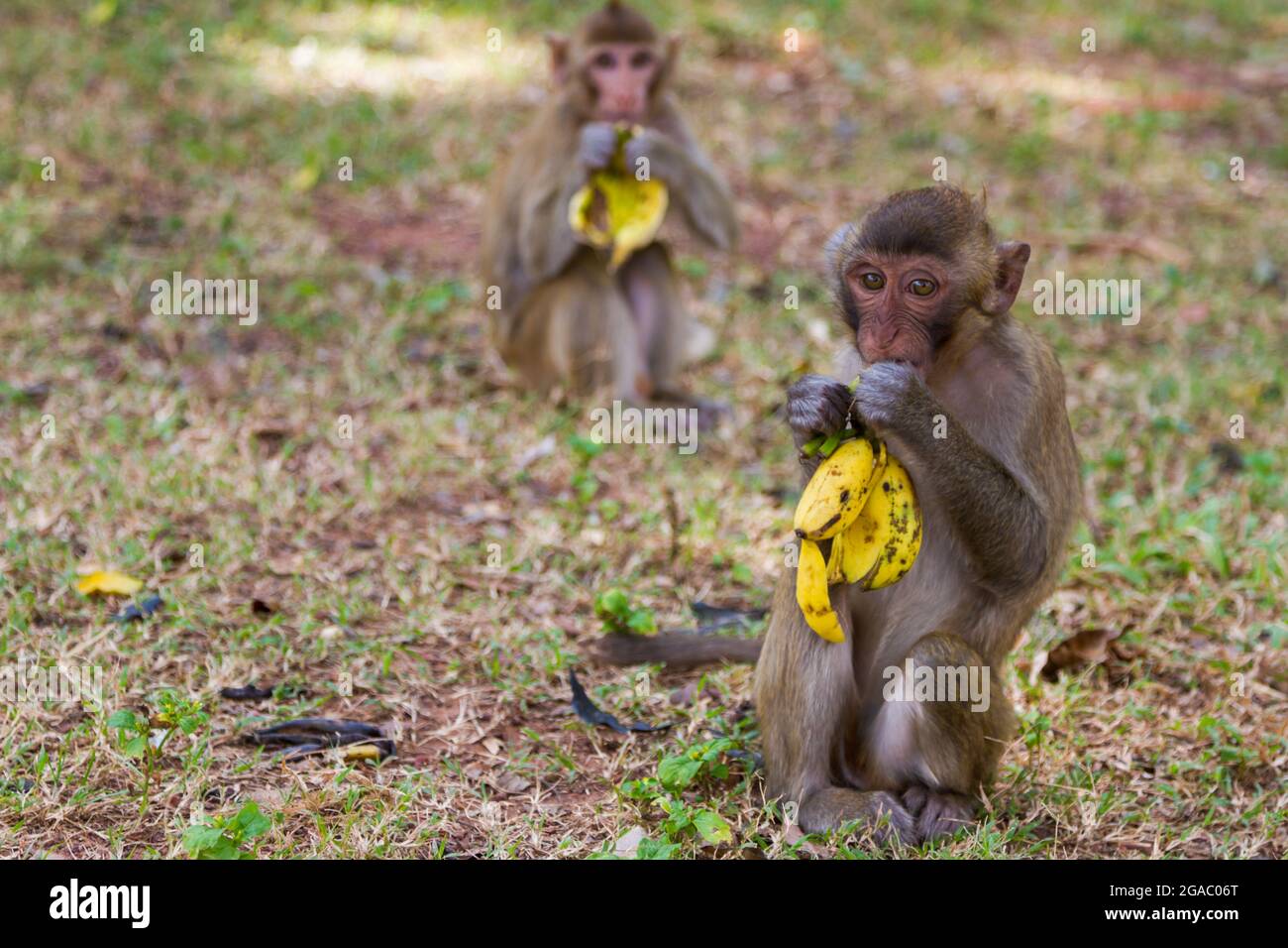 Baby monkey sits on grass and eats banana with friend behide Stock ...