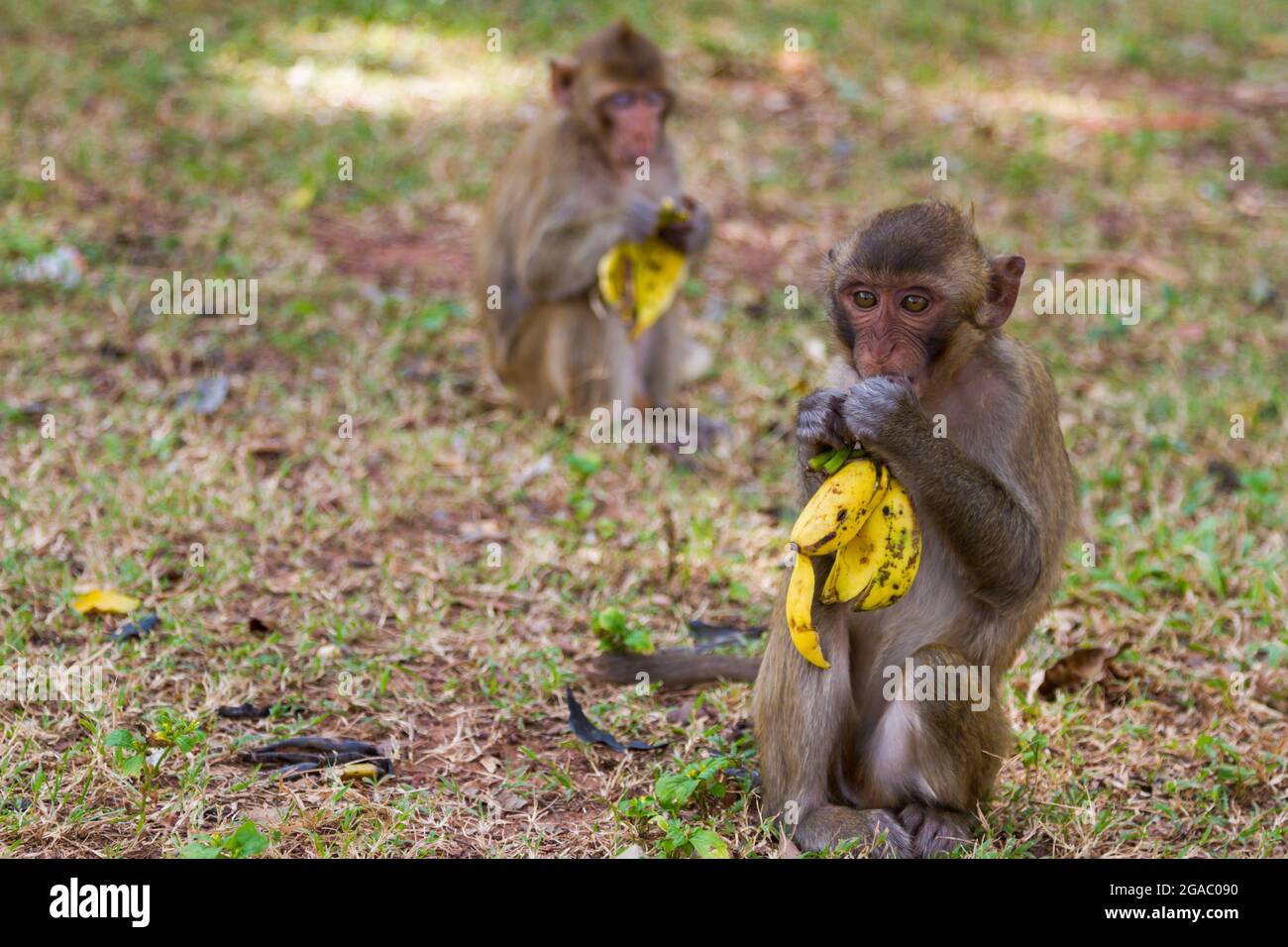 Baby monkey sits on grass and eats banana with friend behide Stock ...