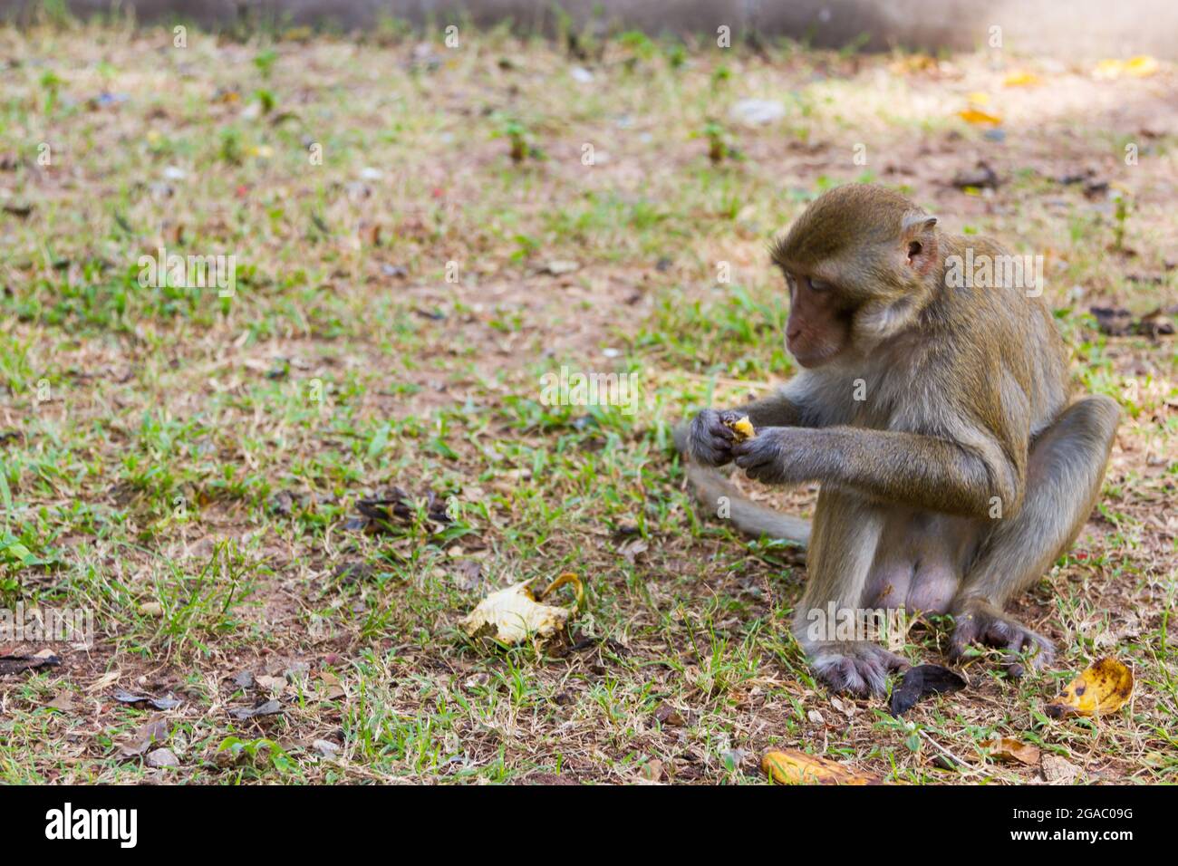 Baby monkey sits on grass and eats banana alone Stock Photo - Alamy