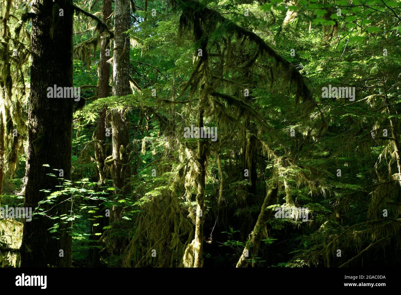 a exterior picture of an Pacific Northwest rainforest Stock Photo - Alamy