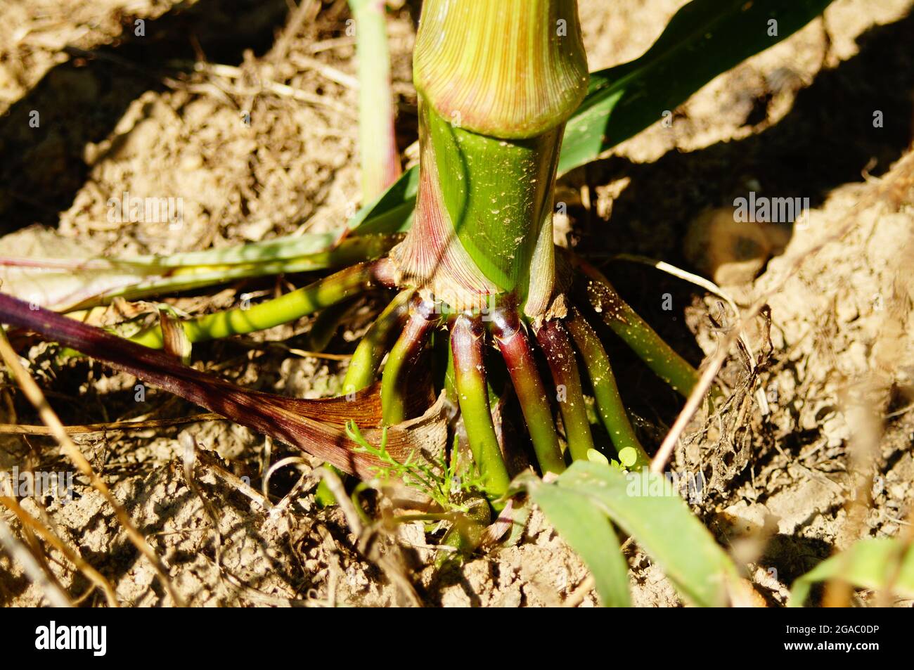 Brace roots of a corn plant Stock Photo - Alamy