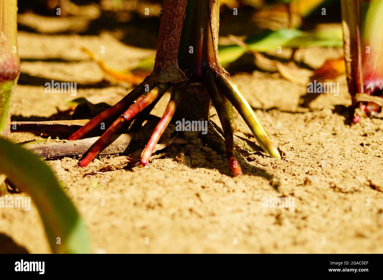 Brace roots of a corn plant Stock Photo - Alamy