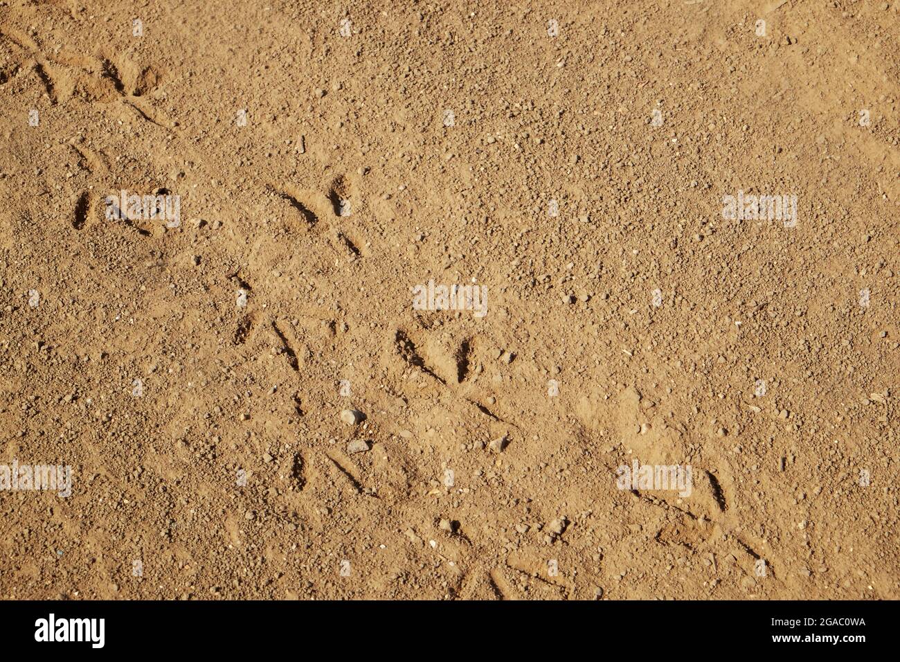 Bird tracks on ground Stock Photo - Alamy