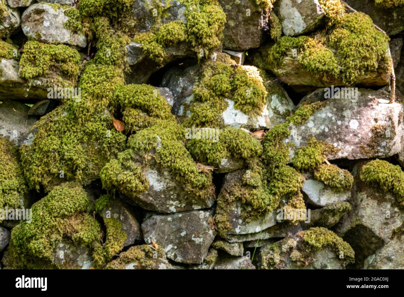 moss and lichen on an old stone woodland or garden wall Stock Photo - Alamy