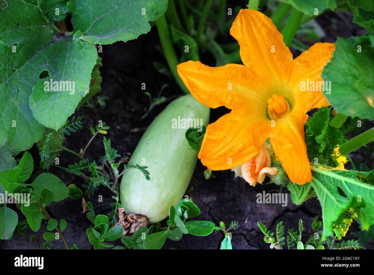 Fresh vegetable marrow in garden Stock Photo - Alamy