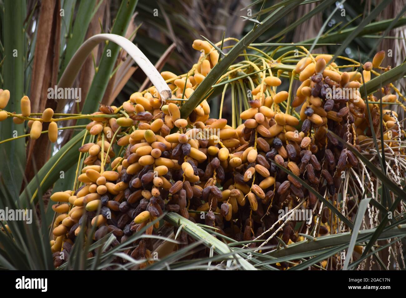 sweet fruit dates yellow in color hanging in garden food Stock Photo ...