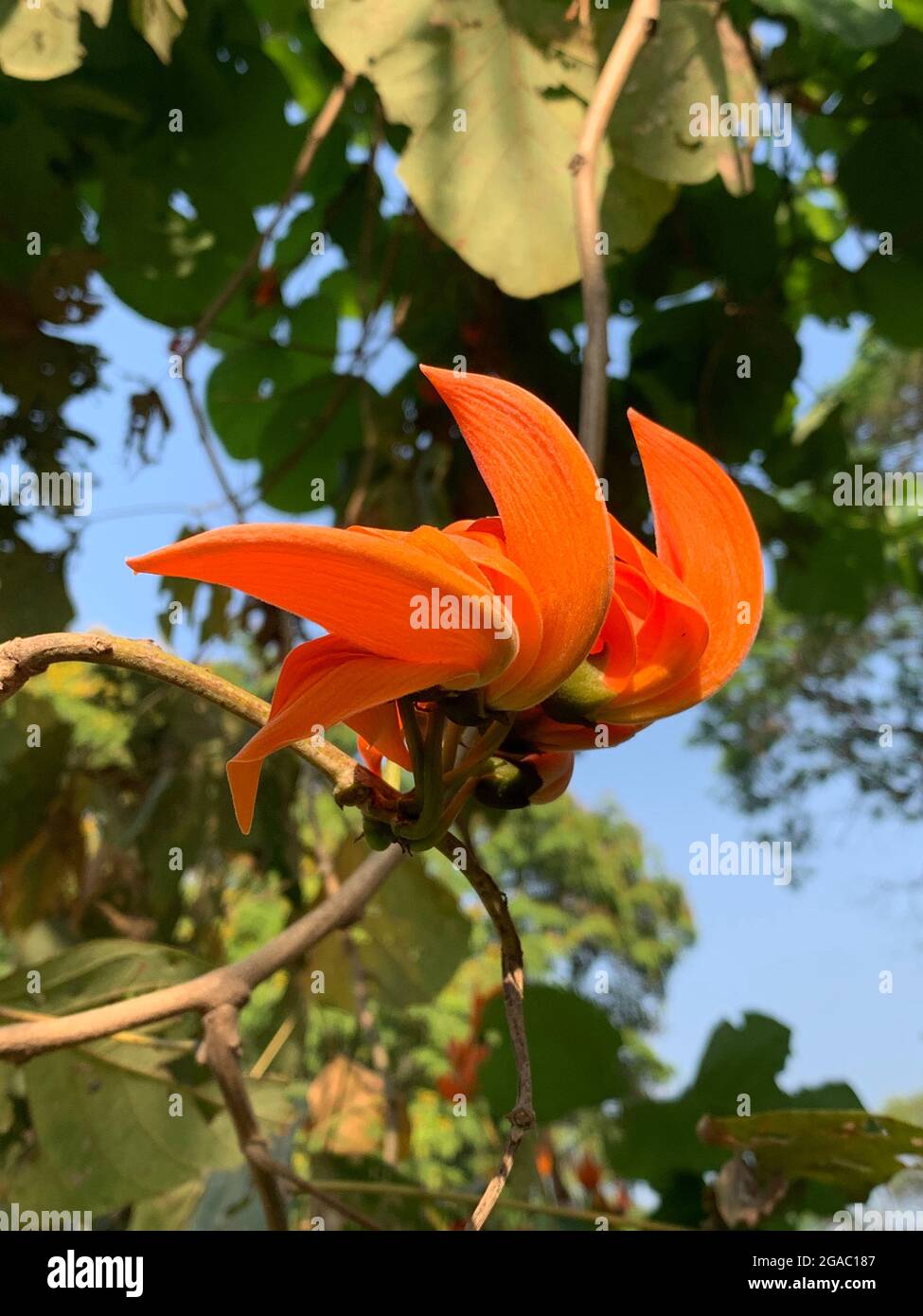 Palash Flower