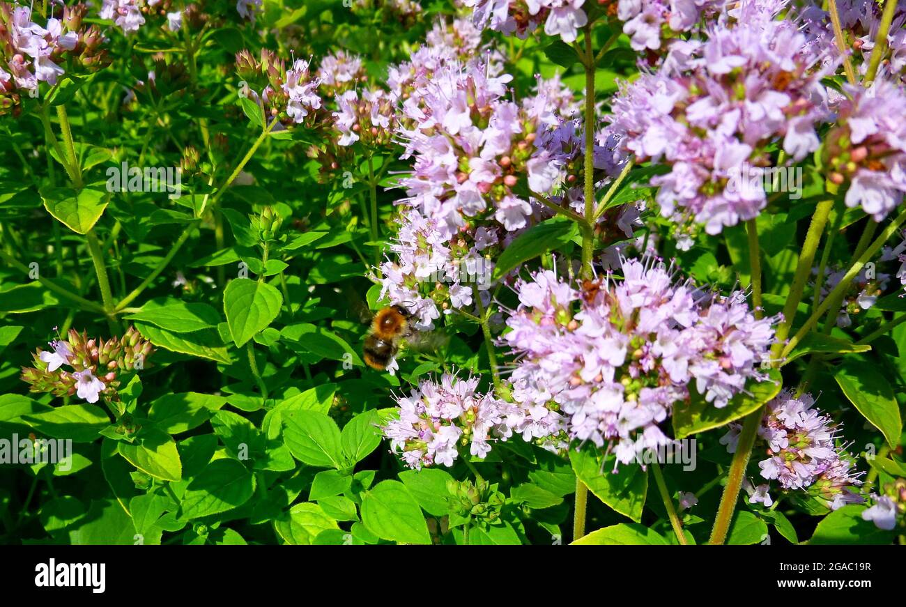 Origanum vulgare flowers. Culinary herb, seasoning, aroma. Medicinal ...