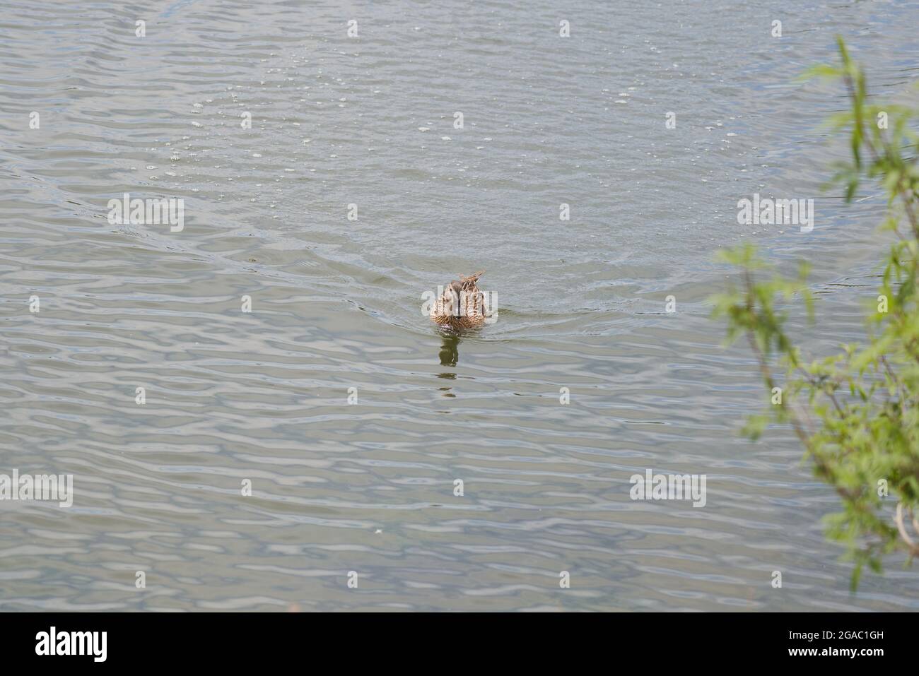 Relaxed duck hi-res stock photography and images - Alamy