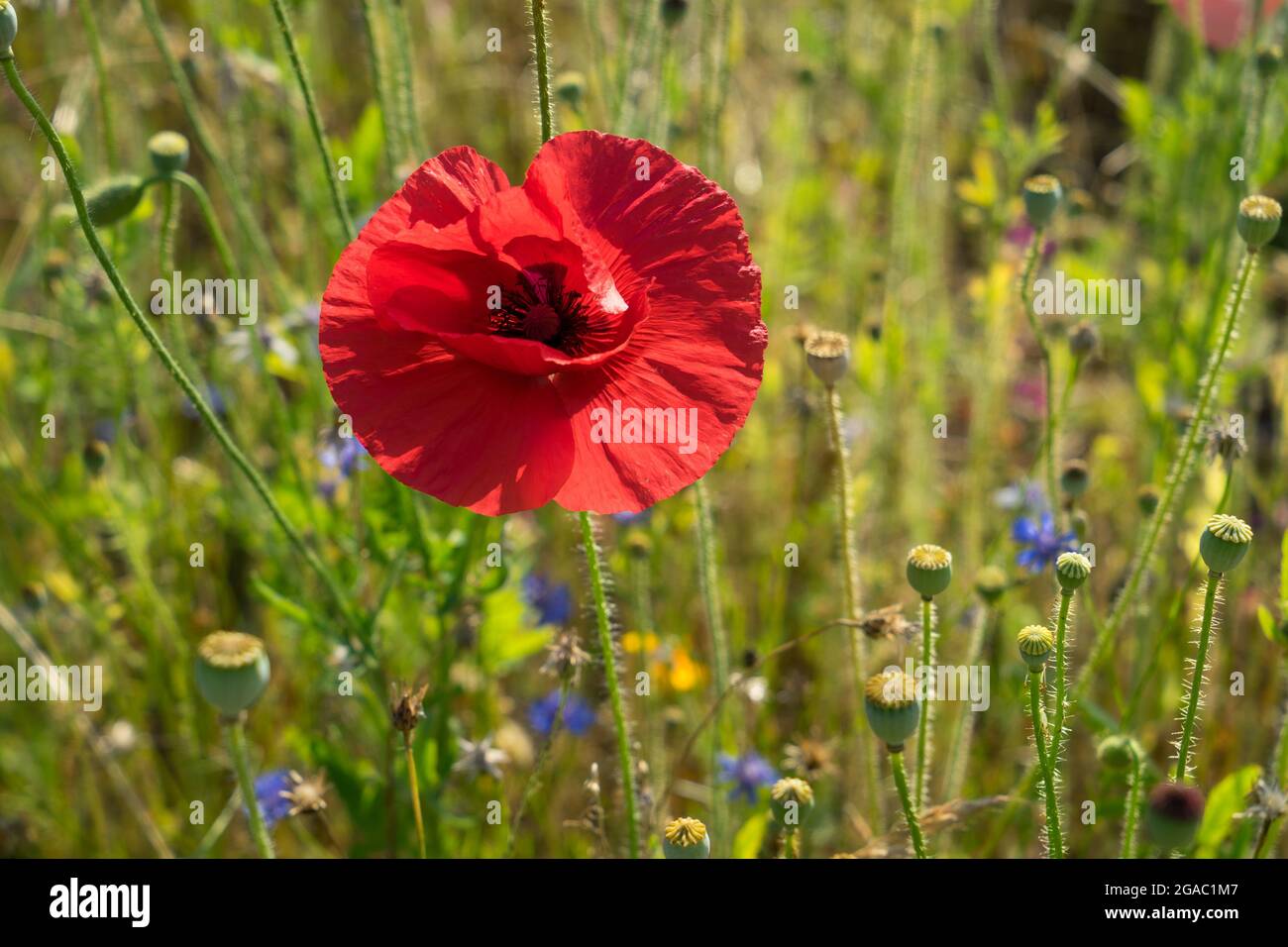 red poppy flower in the summer sun beautiful wildflower close-up Stock ...