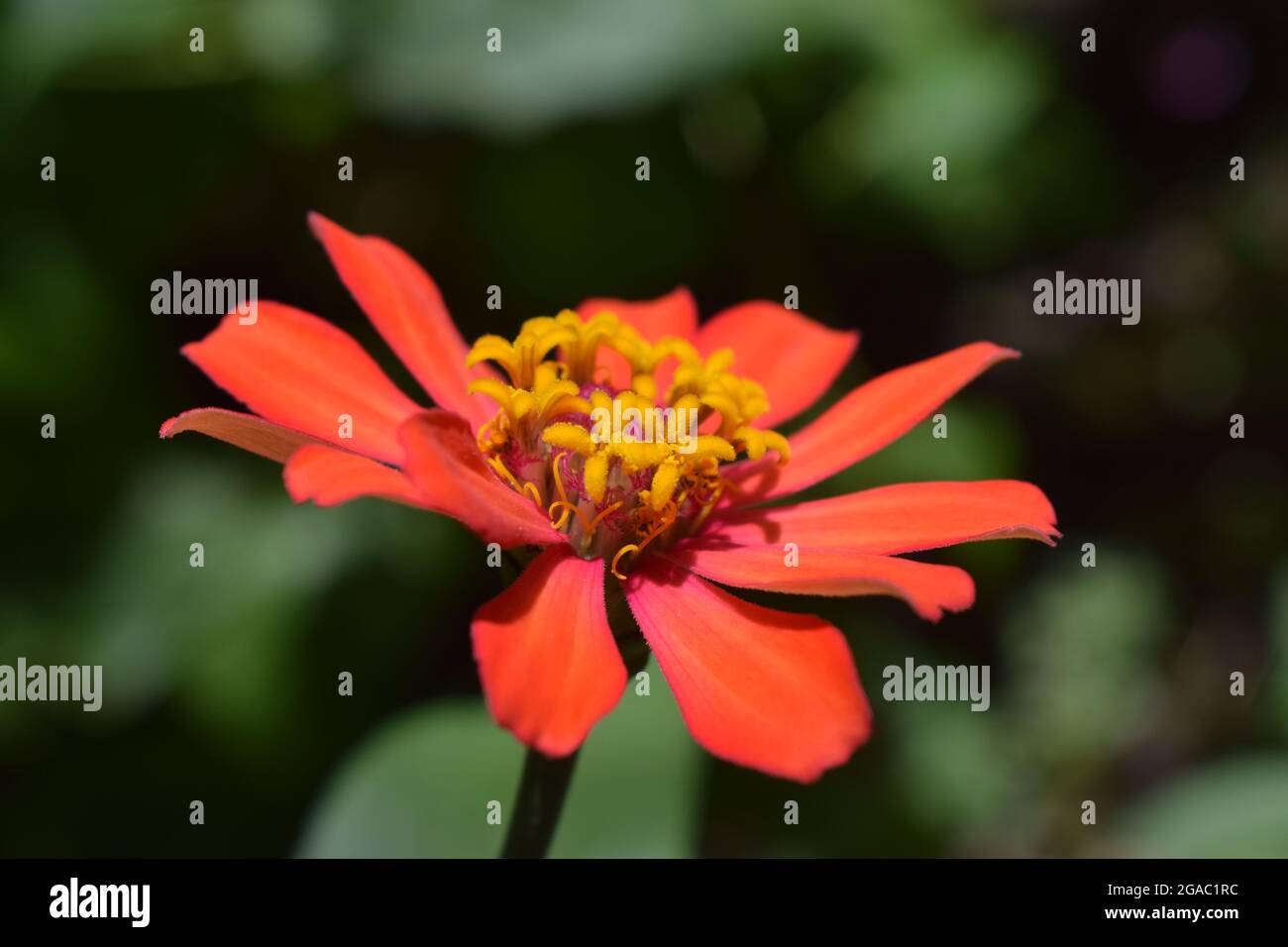 Smooth zinnias flower in blurred background, beautiful flower with 12 ...