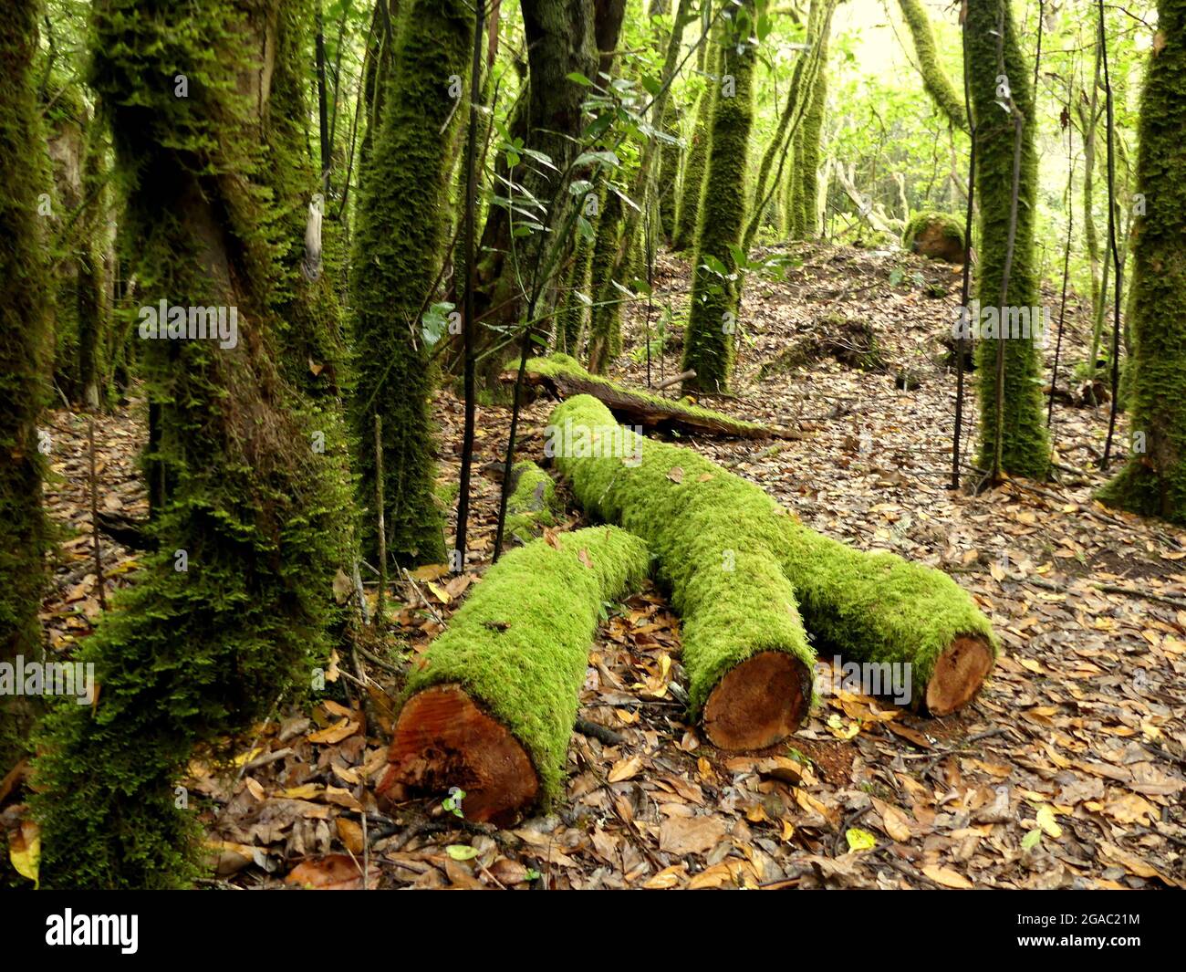 Twisty trees in a forest Stock Photo - Alamy