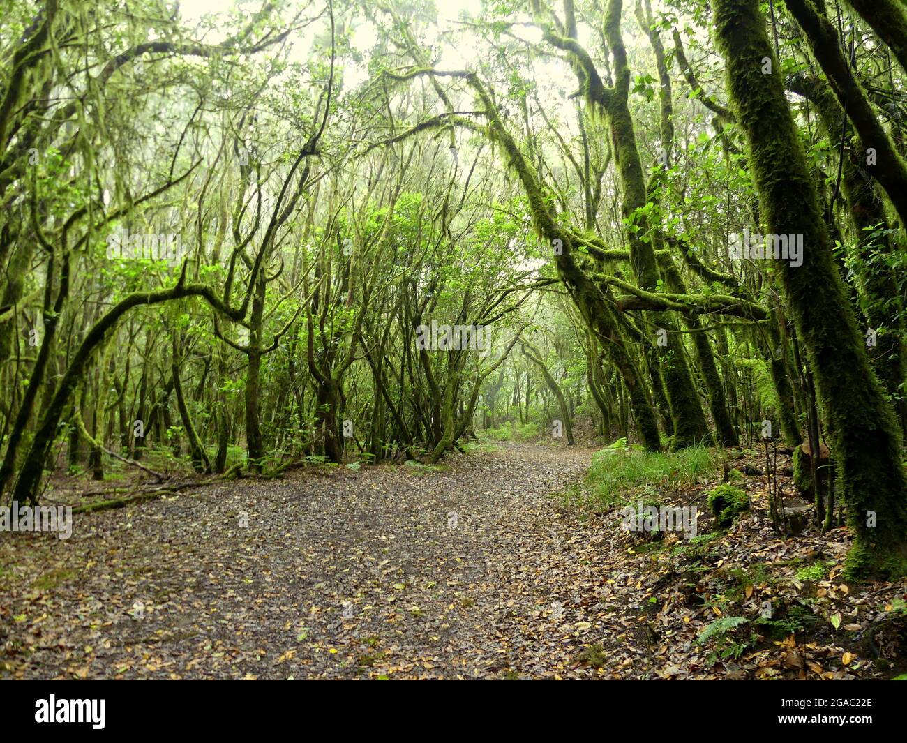 Twisty trees in a forest Stock Photo - Alamy
