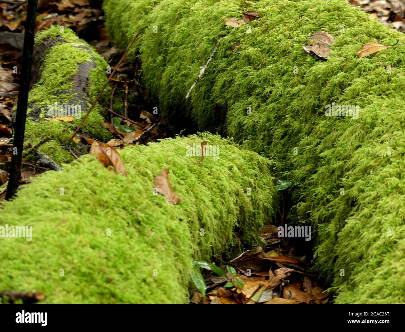 Twisty trees in a forest Stock Photo - Alamy