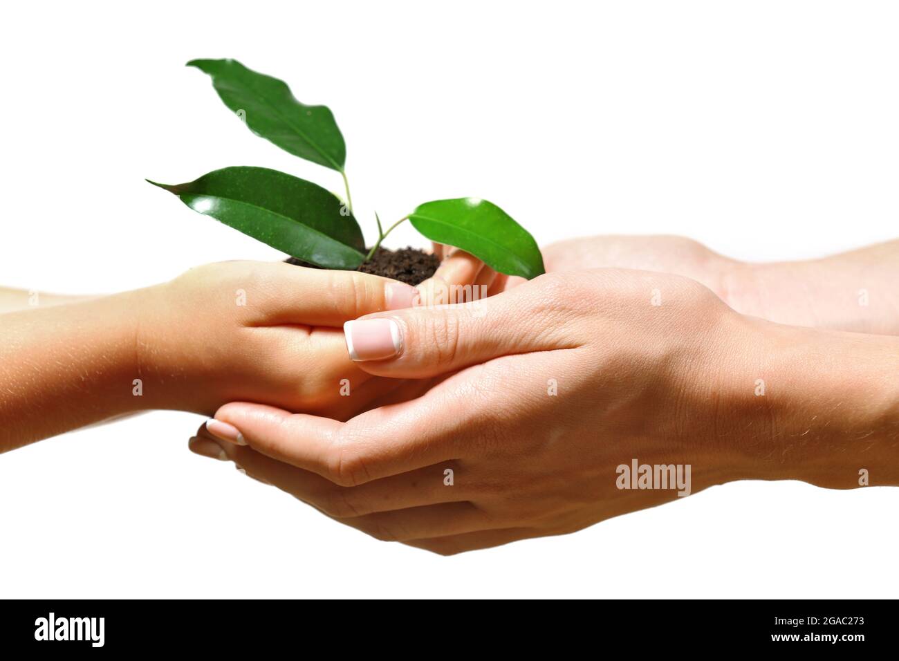 Female and child handfuls with soil and small green plant isolated on ...