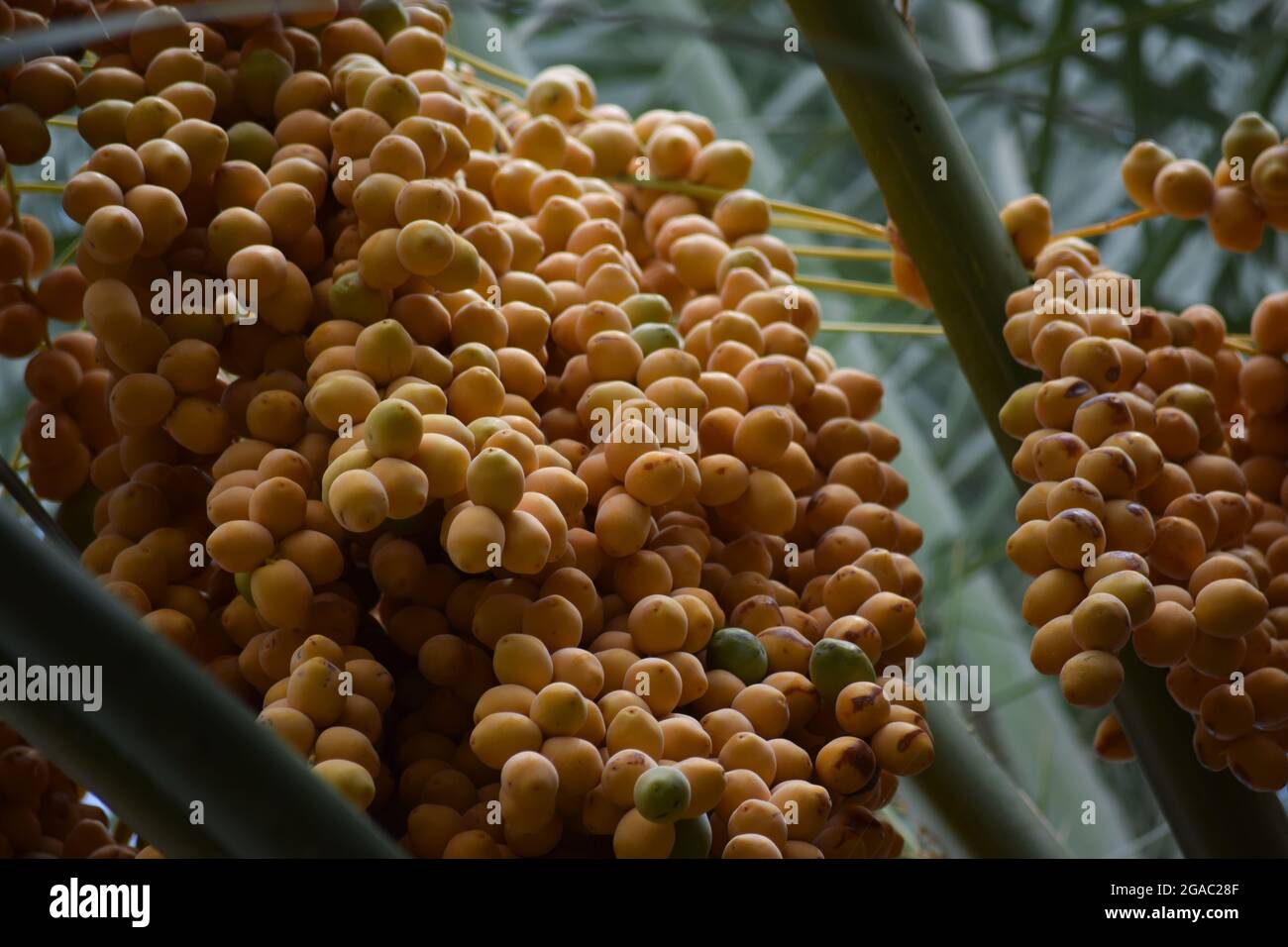 sweet fruit dates yellow in color hanging in garden food Stock Photo ...