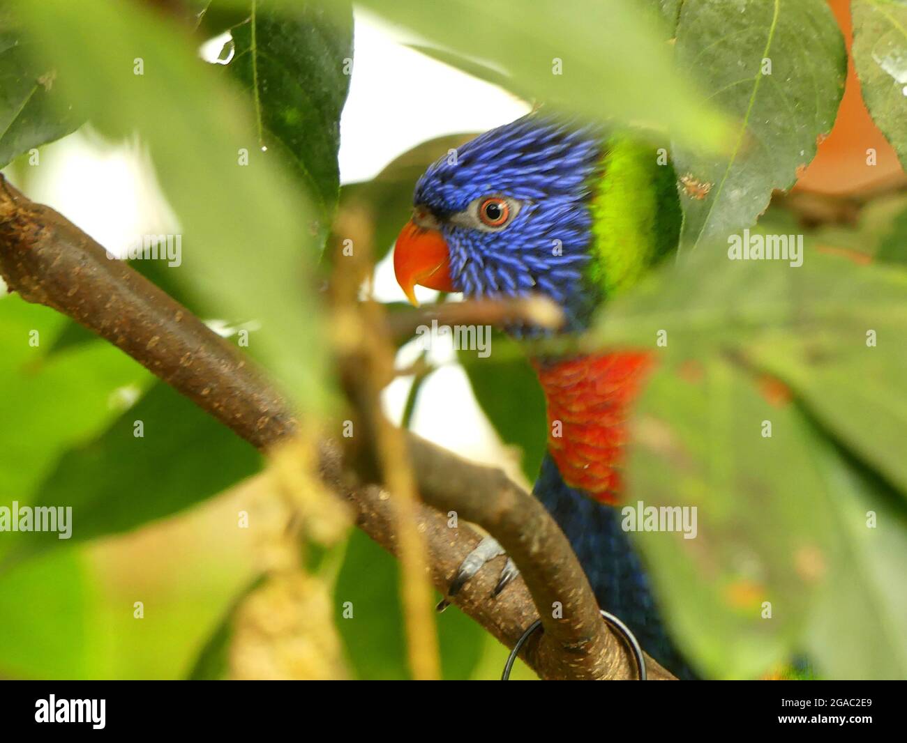 Curious colourful parrot on a tree Stock Photo - Alamy