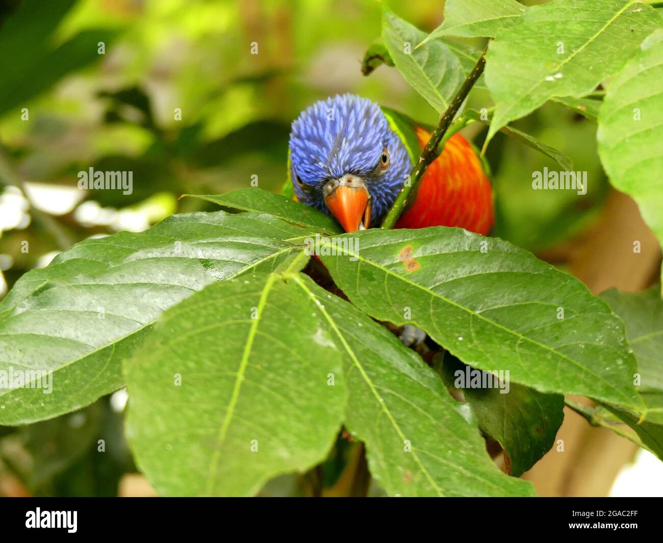 Tricolora hi-res stock photography and images - Alamy