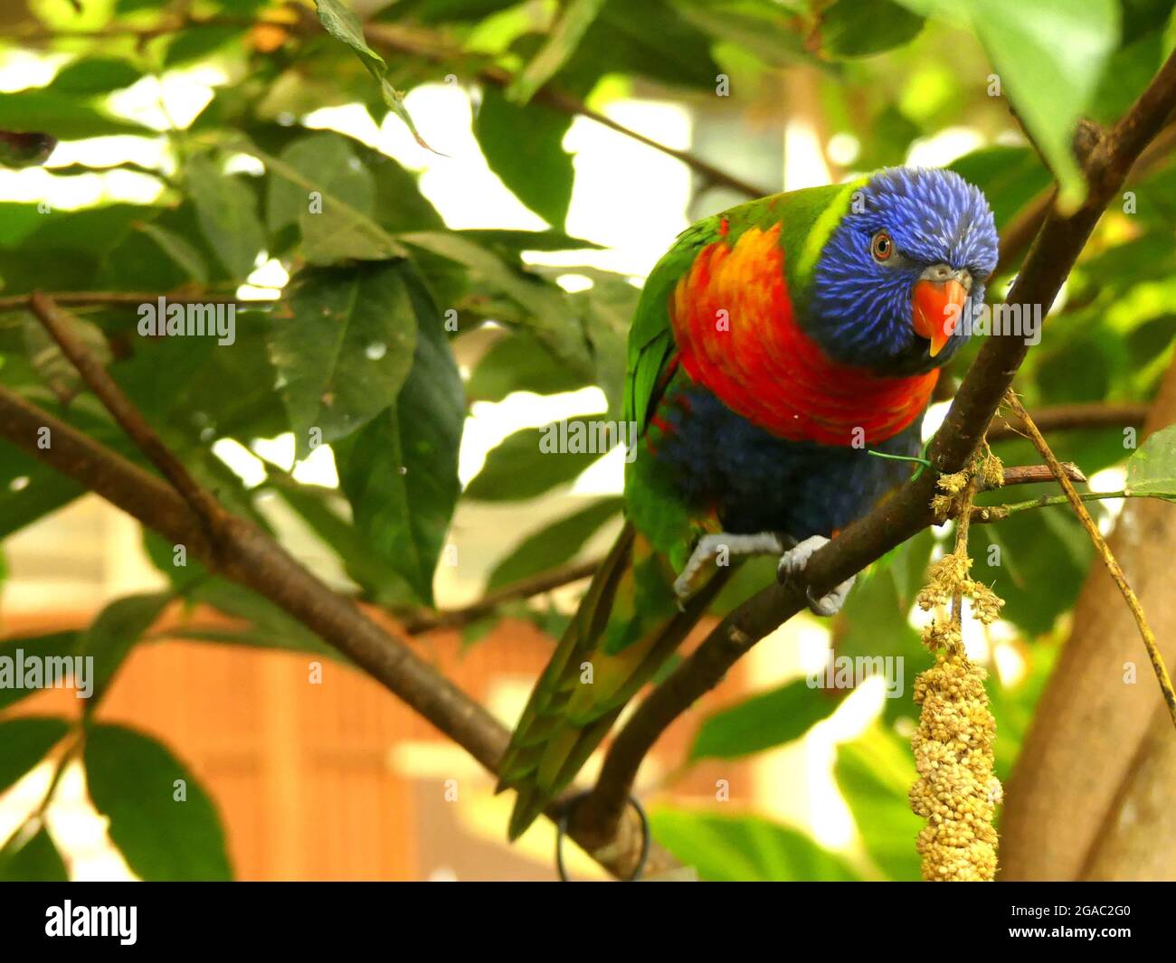 Curious colourful parrot on a tree Stock Photo - Alamy