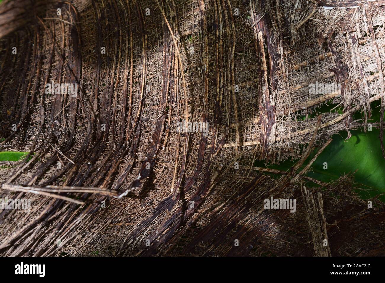 Coconut tree parts hi-res stock photography and images - Alamy