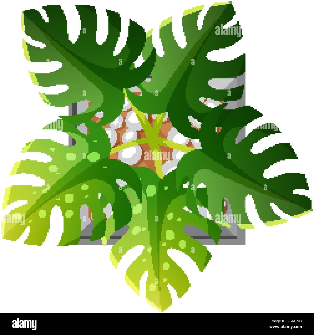 Top view tropical monstera Stock Vector Images - Alamy