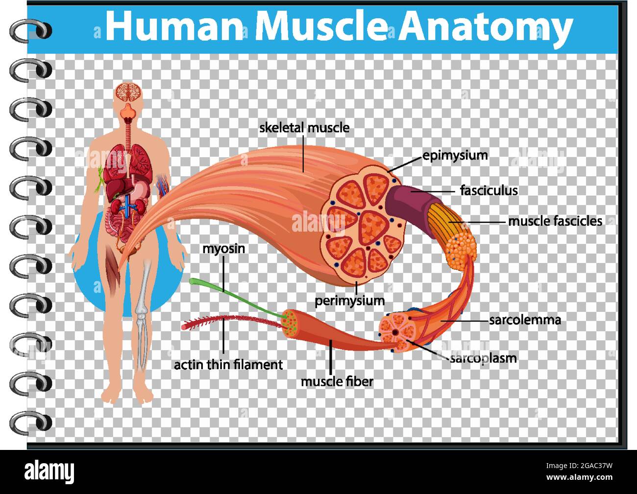 Human muscle anatomy with body anatomy illustration Stock Vector Image ...