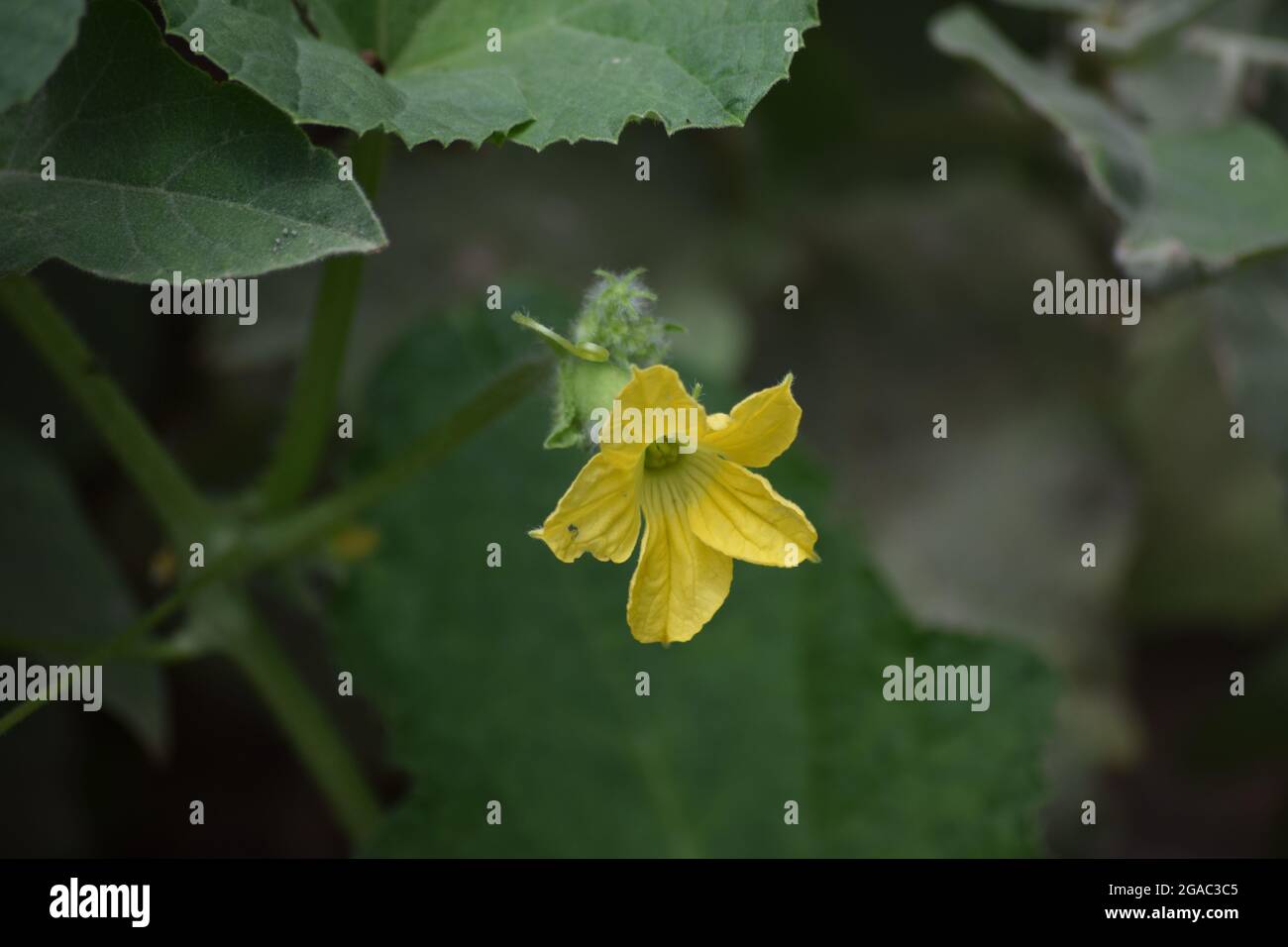 vegetable flower yellow in color, close up nature food flora Stock ...
