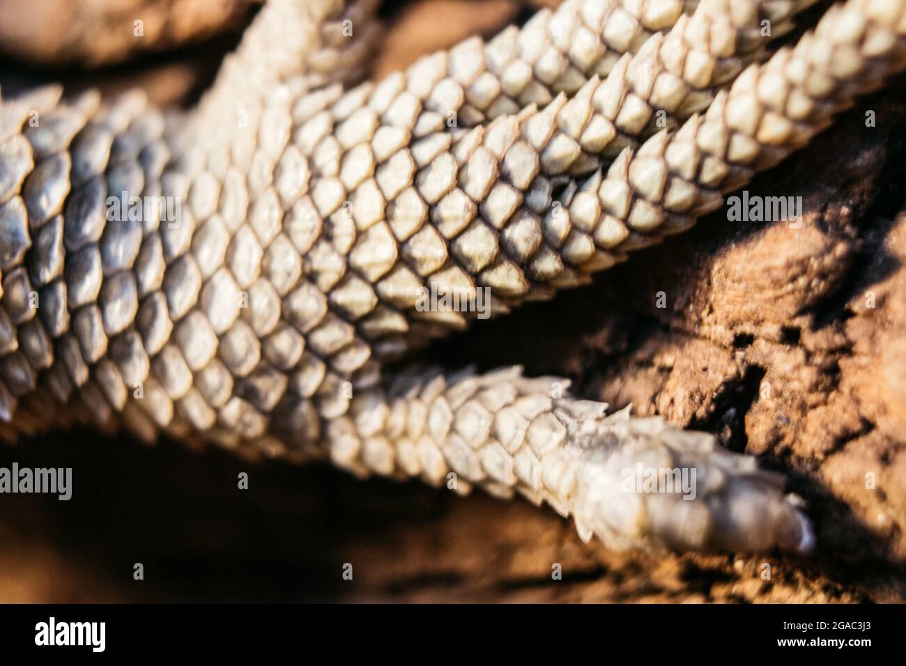 Closeup of lizard claws in the zoo Stock Photo - Alamy