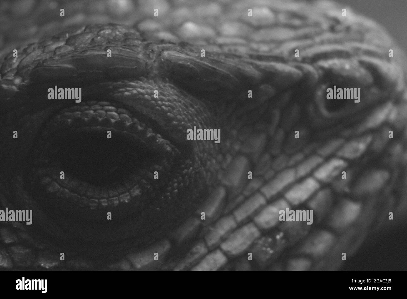 Iguana species Black and White Stock Photos & Images - Alamy