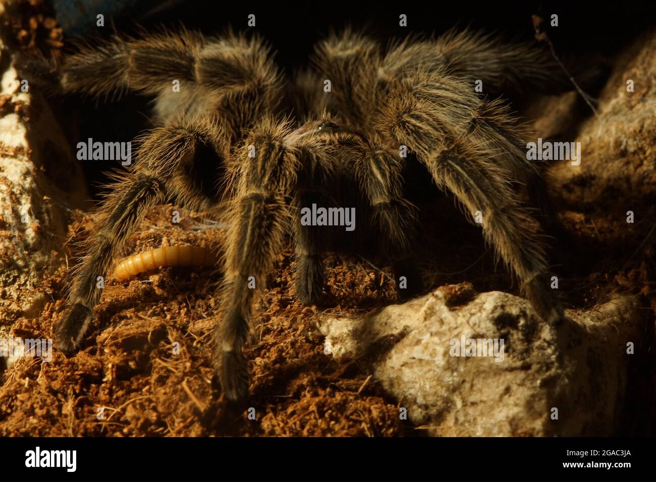 Giant tarantula spider in the zoo Stock Photo - Alamy