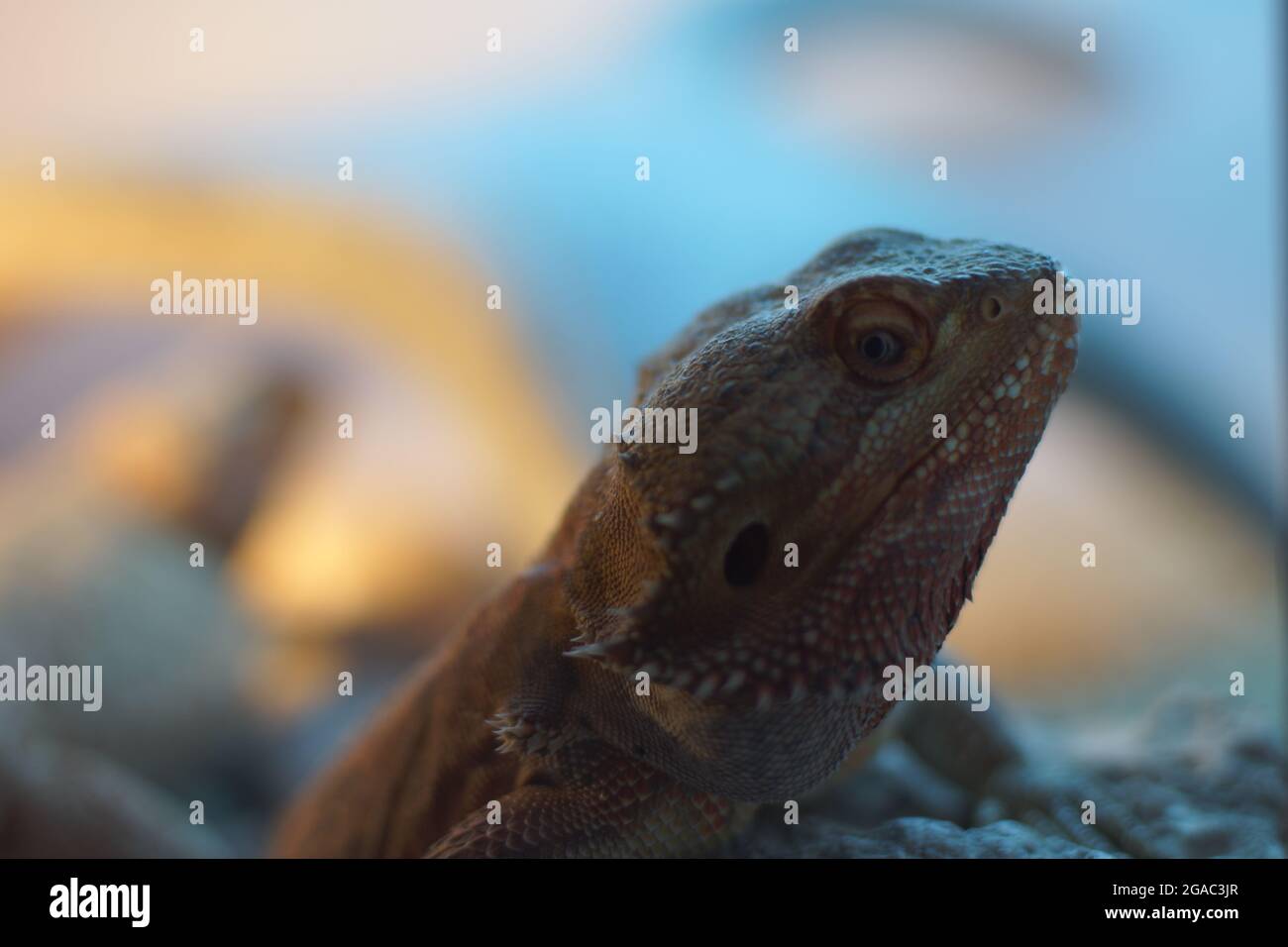 Wild lizard in an aquarium in the zoo Stock Photo - Alamy